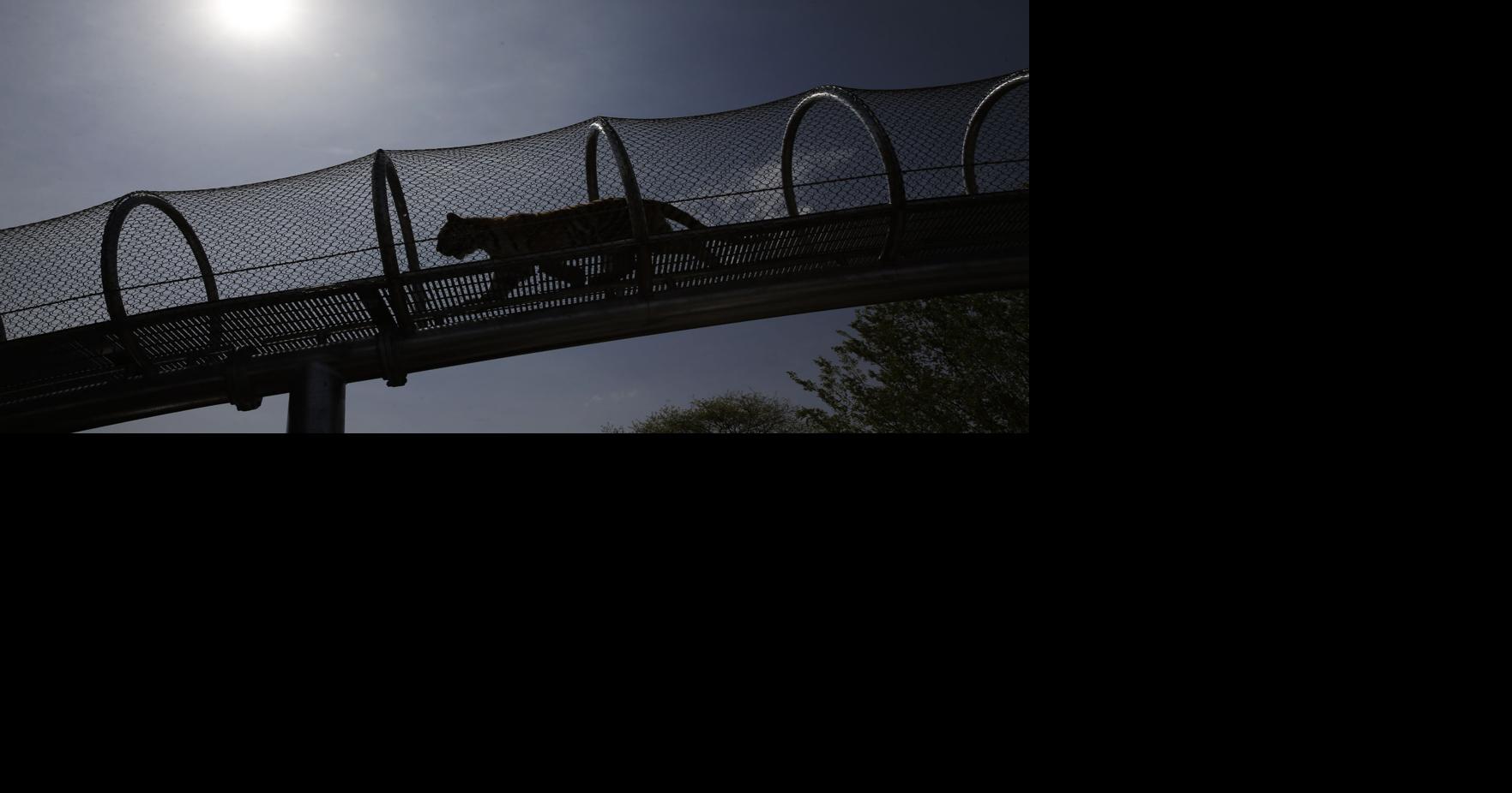 Philadelphia Zoo: Accidental deaths of 5 meerkats apparently caused by ...