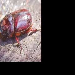 Back In The Day: Every 'hood used to have a 'Junebug' | Back in the Day ...