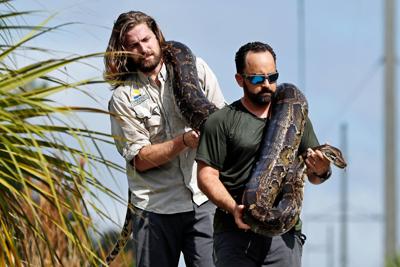 Super Bowl organizers kick off Python Bowl | | phillytrib.com