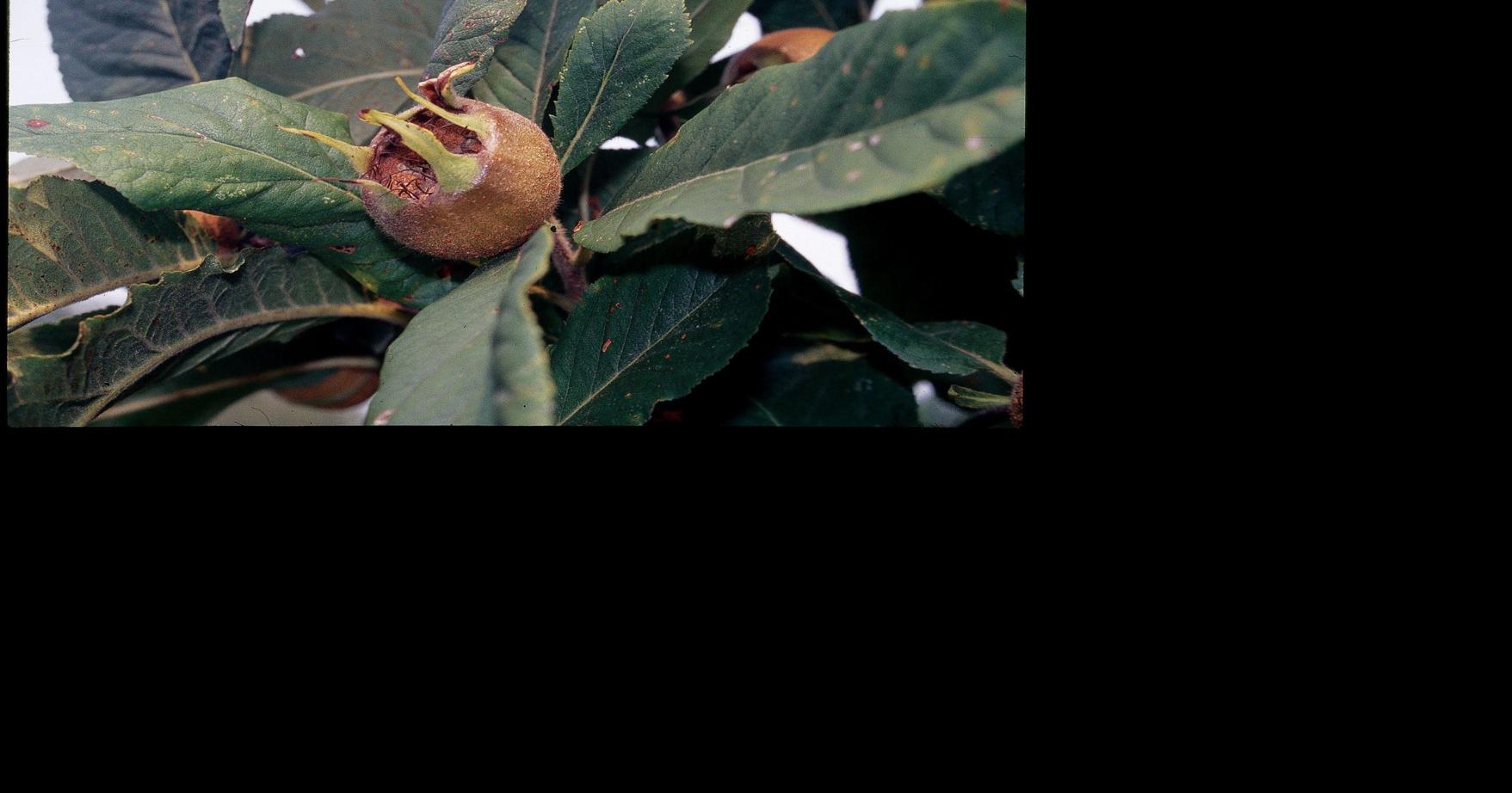 Try something new with uncommonly delicious (and ugly) fruit ...