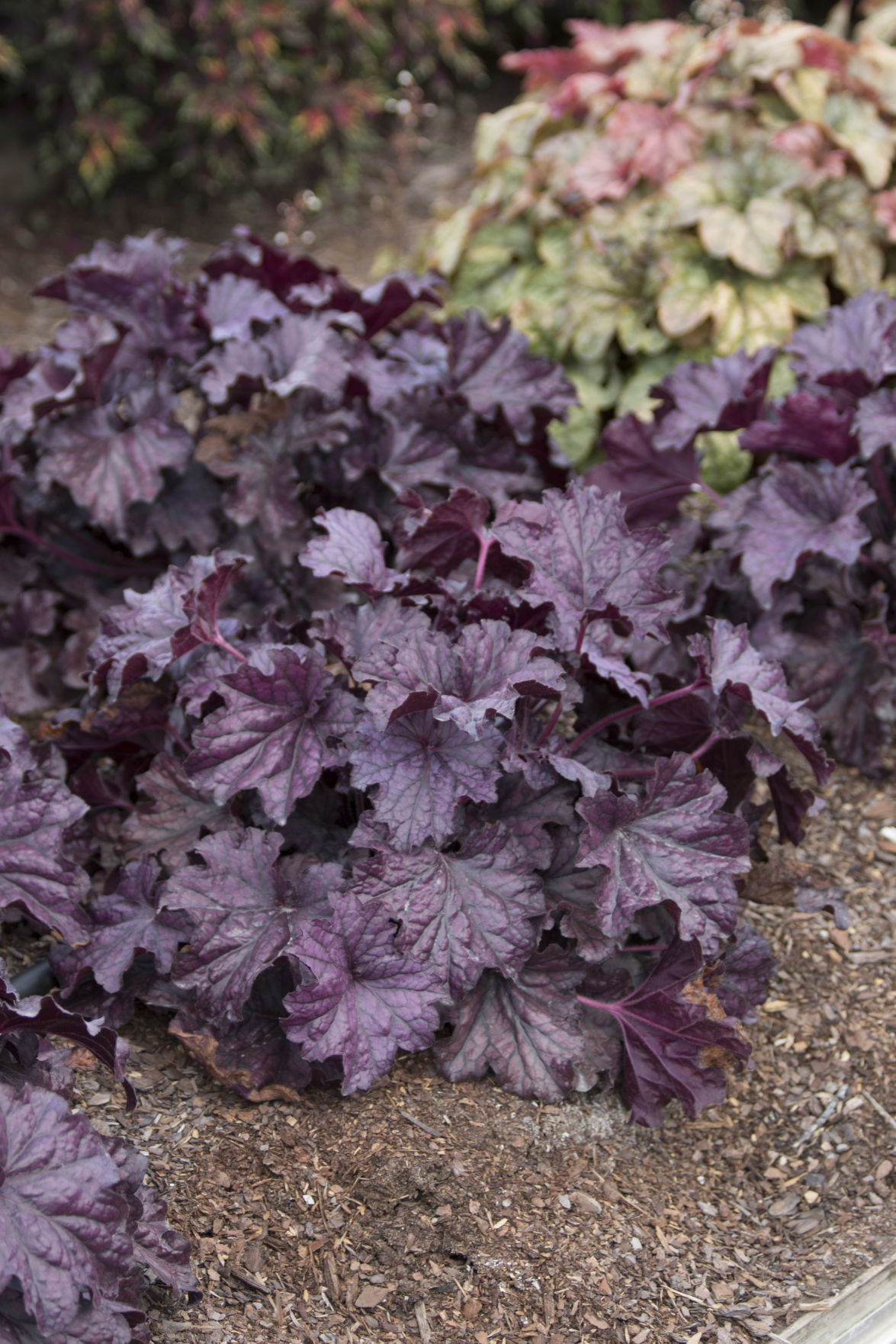 Flowerless garden puts accent on lively foliage colors | Lifestyle ...