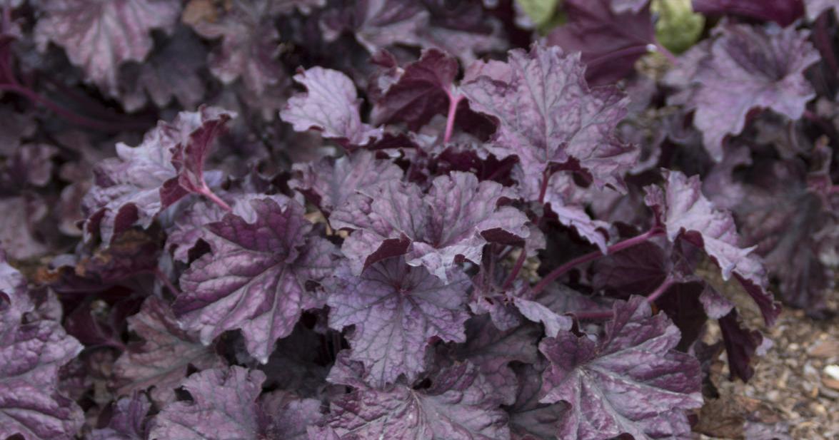 Flowerless garden puts accent on lively foliage colors | Lifestyle ...