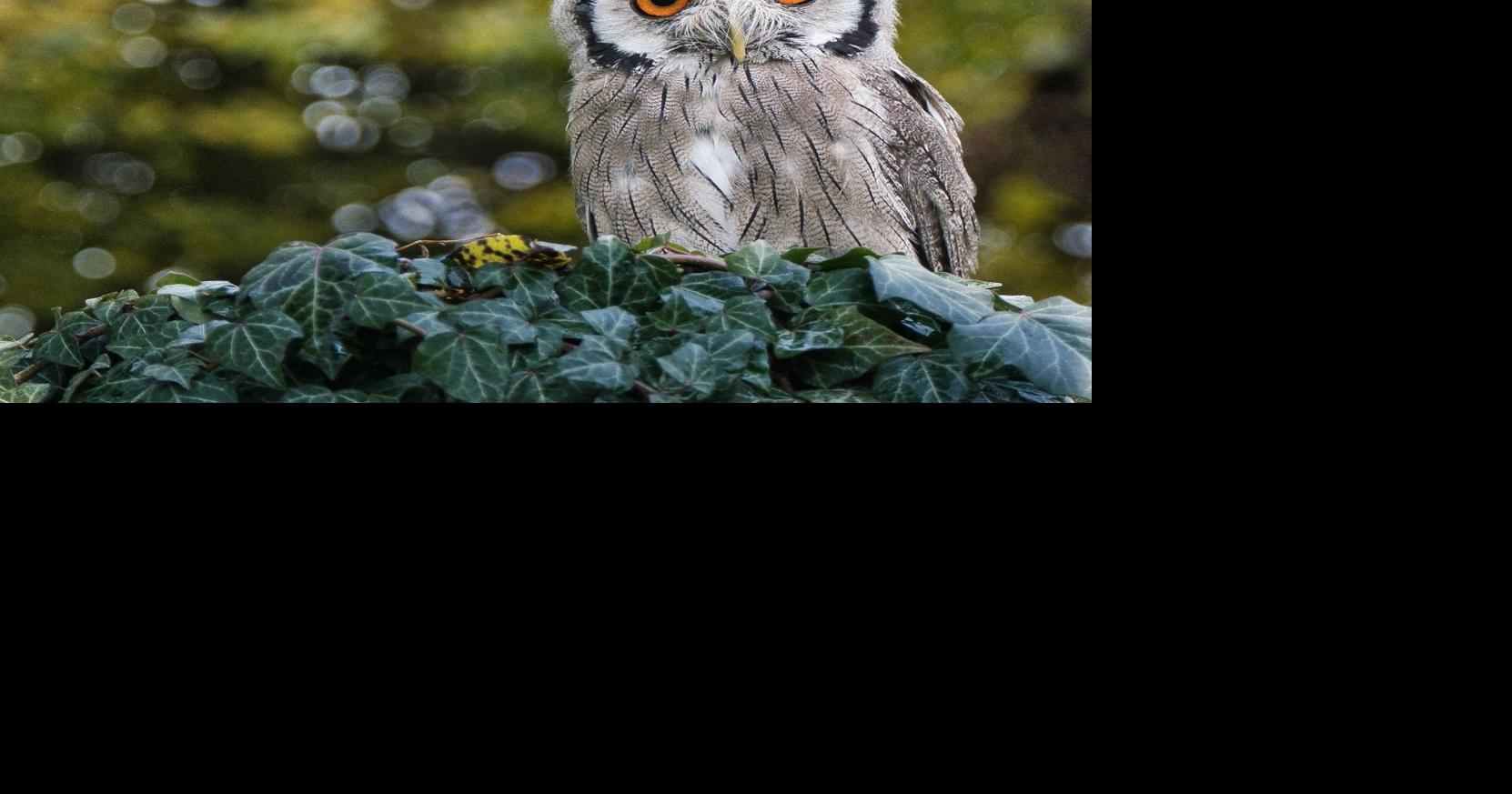 Did you know: National bird day (Jan. 5) | The Learning Key ...