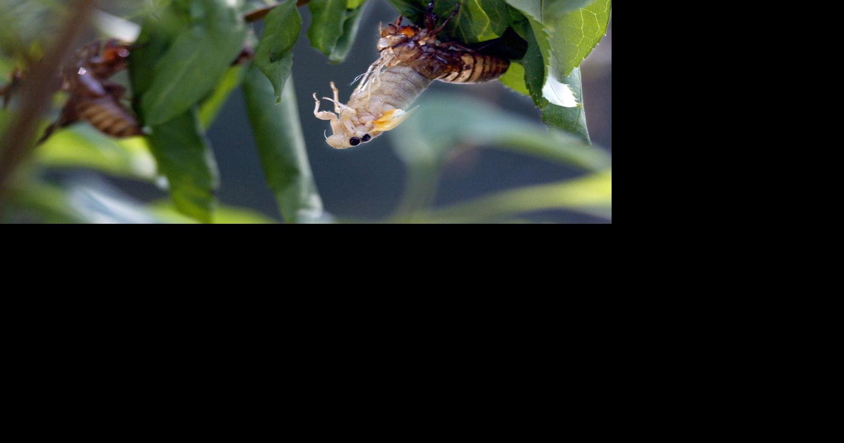 Can you eat cicadas? Yes, and here's the best way to catch, cook and ...