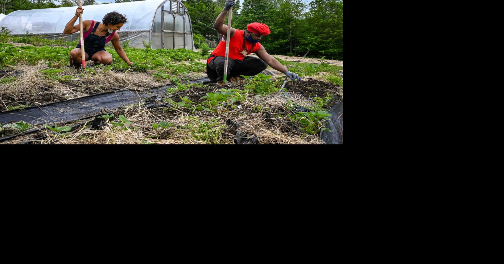 A Black family farm is fighting racism in agriculture and climate ...