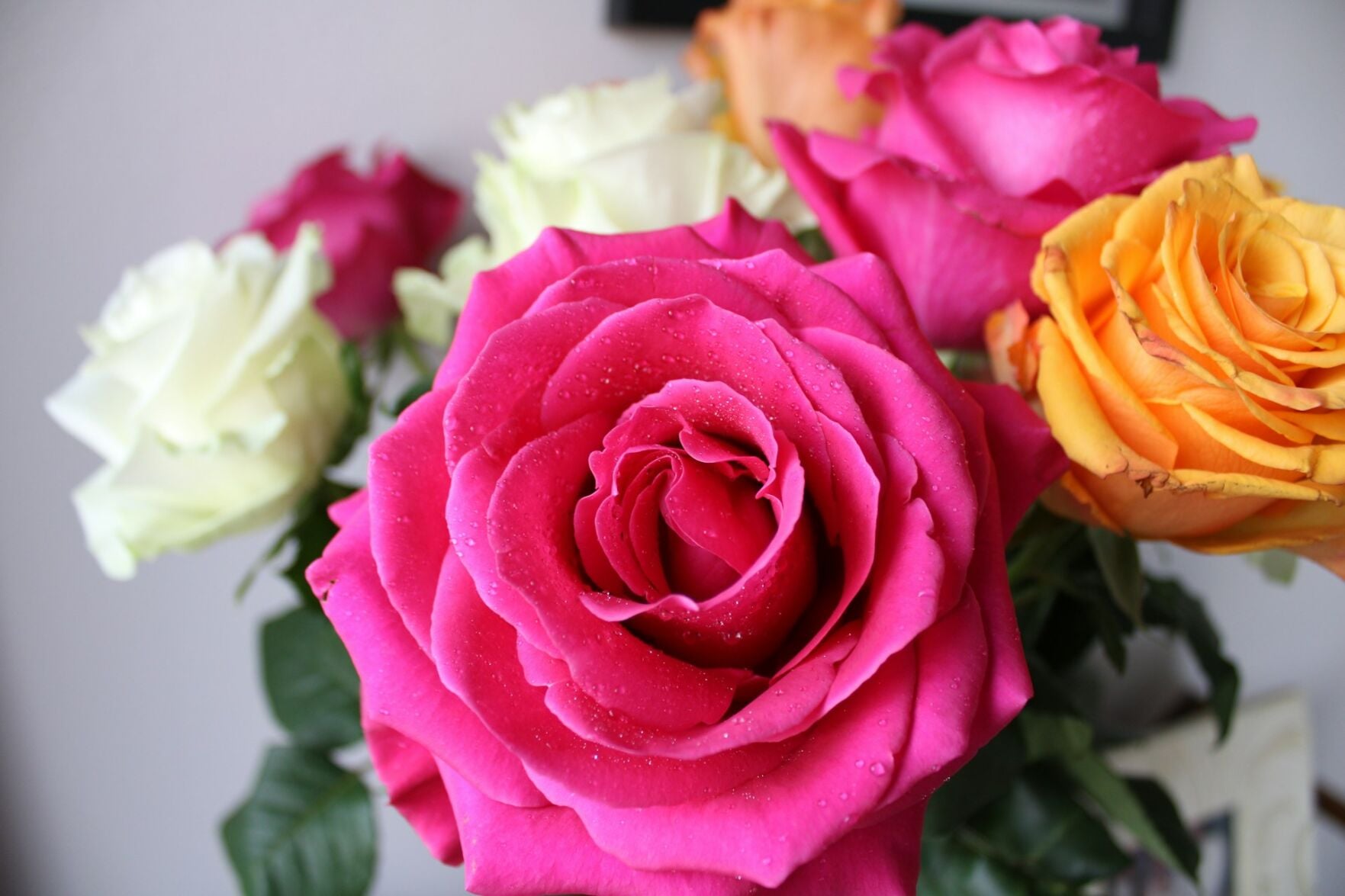 Did you know: National Rose Month | News | phillytrib.com