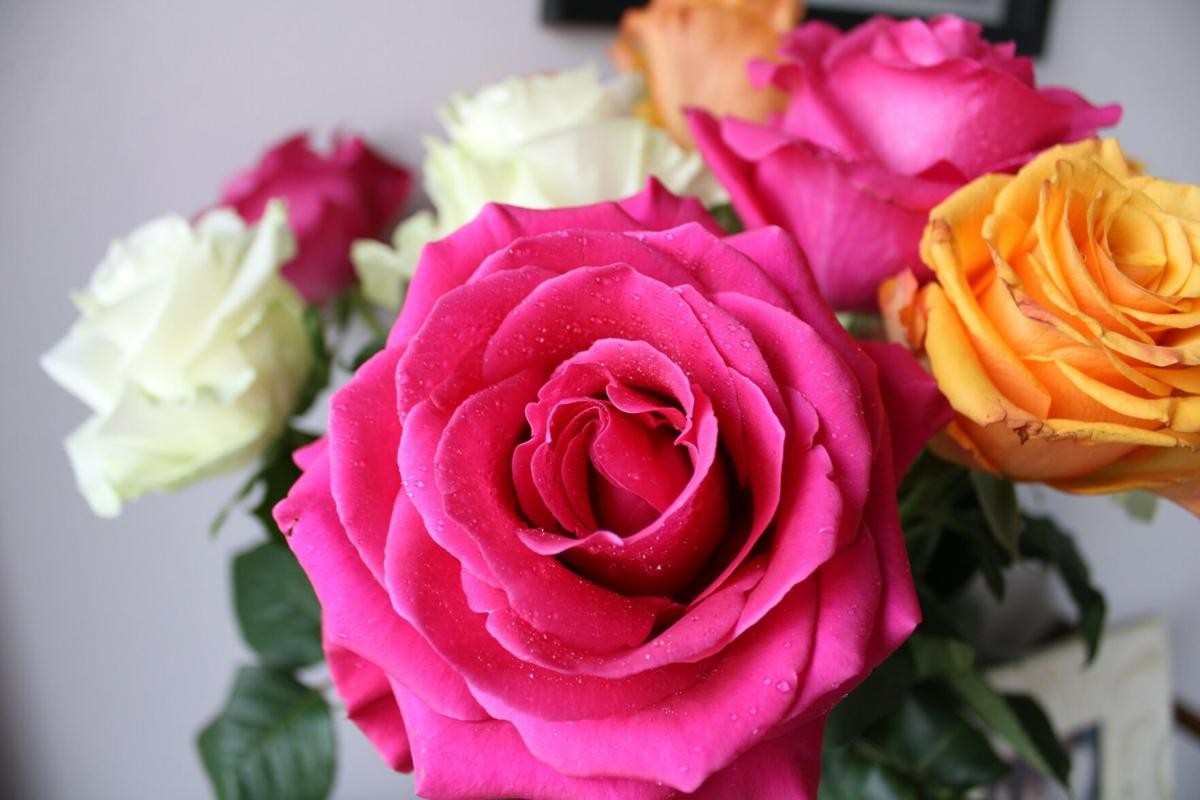 Did you know: National Rose Month | News | phillytrib.com