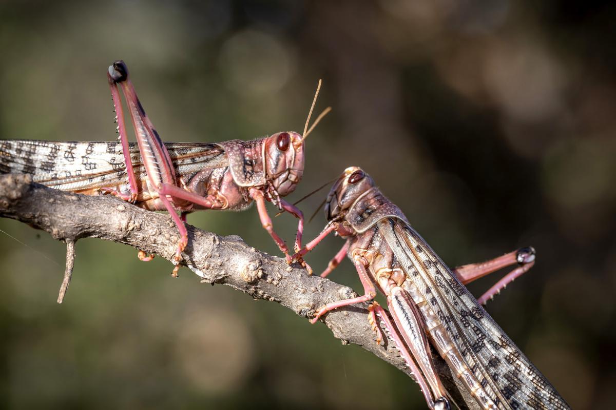 New, larger wave of locusts threatens millions in Africa | News ...