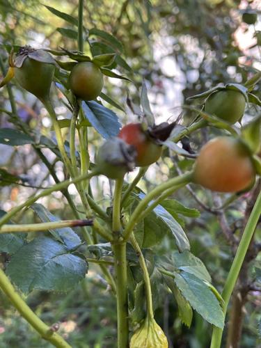 Rose hips' seedpods provide a pop of color in the fall and winter ...