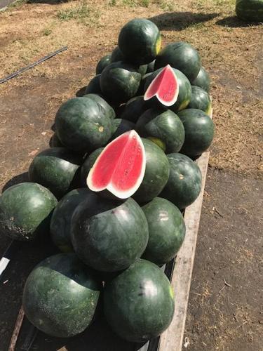 'The watermelon man' Southwest merchants have been selling popular ...