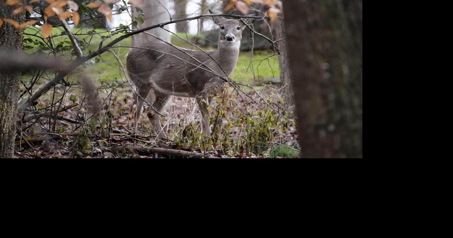 Pennsylvania testing deer in Bucks County for PFAS | Health ...