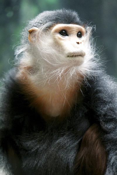 Philadelphia Zoo's colorful douc langur monkey is euthanized ...