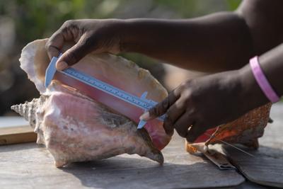 Caribbean Currents: Prized conch are in danger of disappearing ...