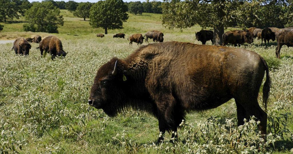 Bison's relocation to Native lands revives a spiritual bond ...
