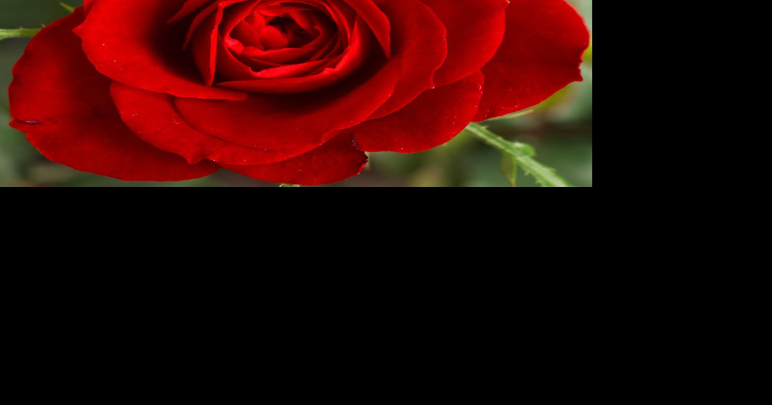 Did you know: National Rose Month | The Learning Key | phillytrib.com