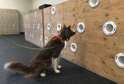 Sit. Study. Fetch a bachelor's degree in dog training. | Lifestyle ...