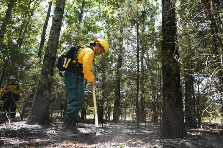 US Forest Service and historically Black colleges unite to boost ...