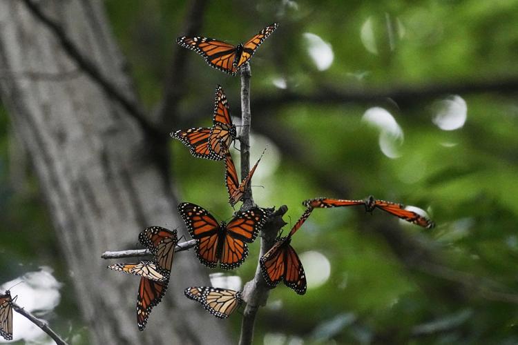 Butterflies are in trouble. Your garden can help. | Lifestyle ...
