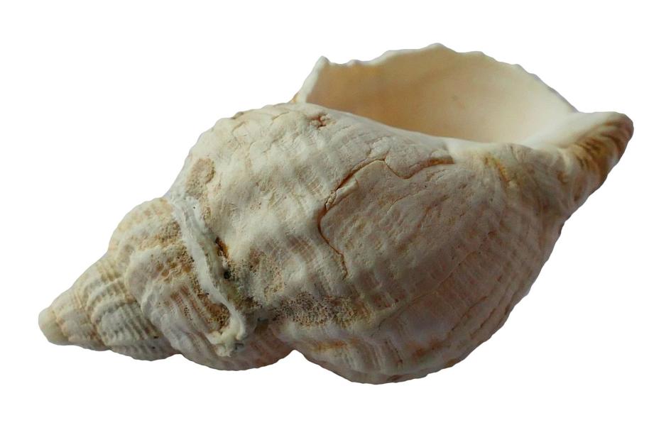 Caribbean Current - Conch shells offer an earful and mouthful of joy ...