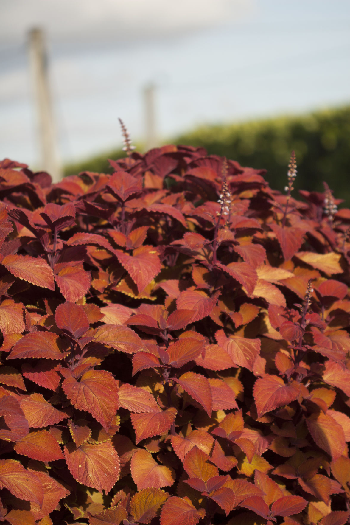 Flowerless garden puts accent on lively foliage colors | Lifestyle ...