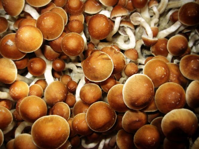 How psilocybin, the psychedelic in mushrooms, may rewire the brain to ...