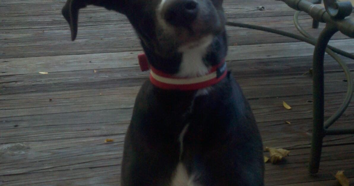 Caribbean Currents: Island strays shape unique breed | Caribbean ...