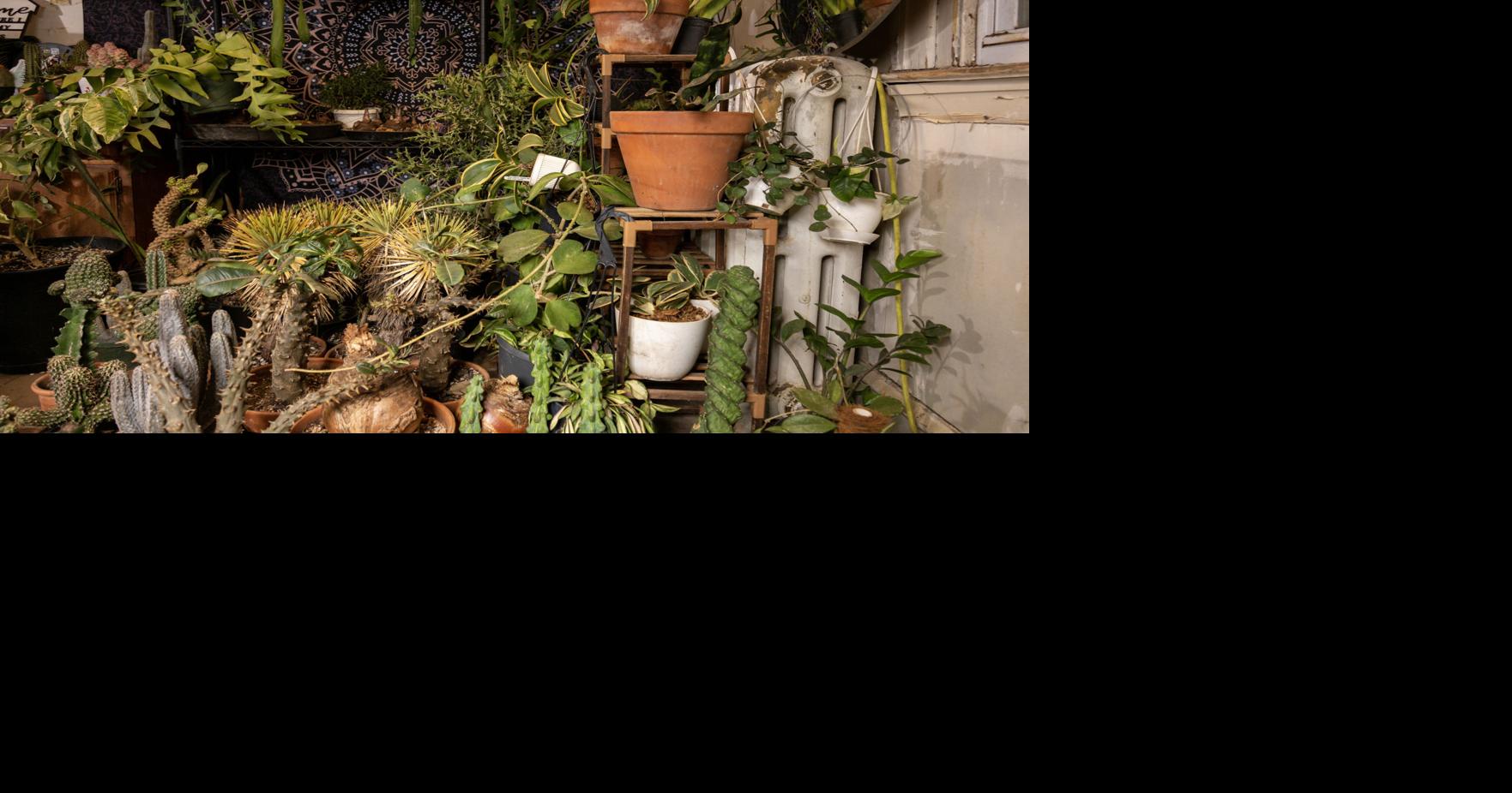 Bidding wars and $1,000 succulents: The wild world of rare houseplants ...