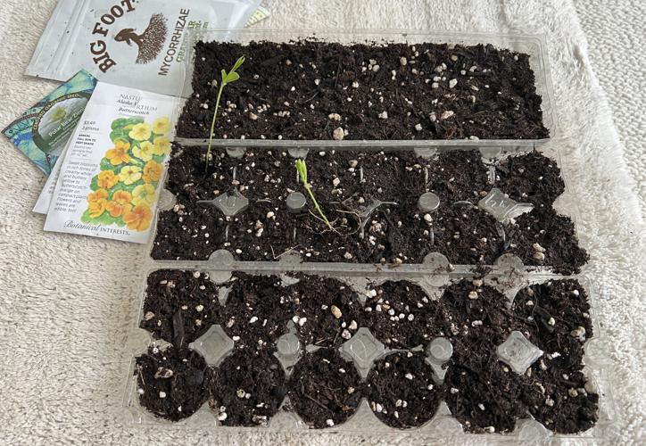 Planting a garden from seed is easy and can start now | Lifestyle ...