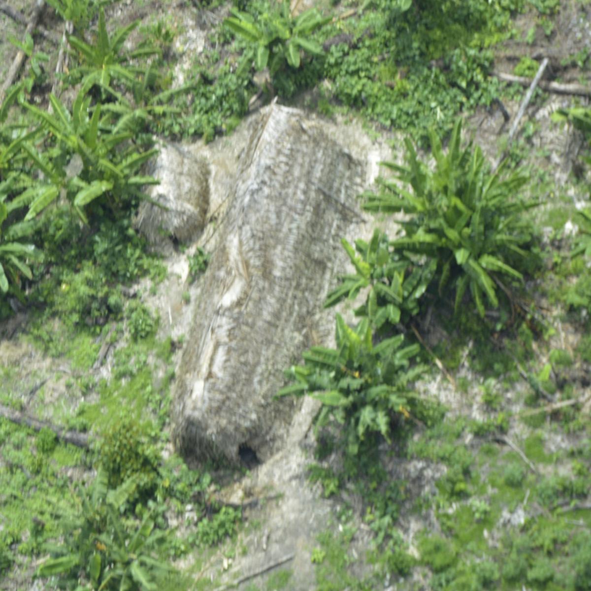 High-risk expedition to reach isolated tribe in Brazil | News ...