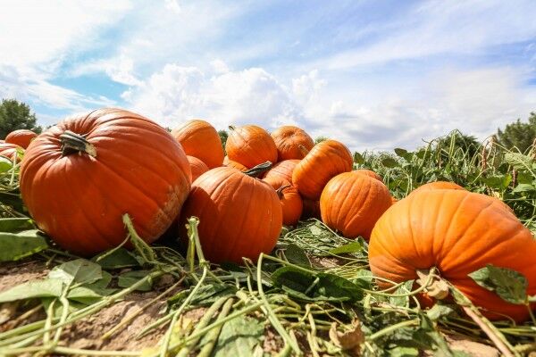 The best fall festivals in Arizona | Seasonal | phoenix.org