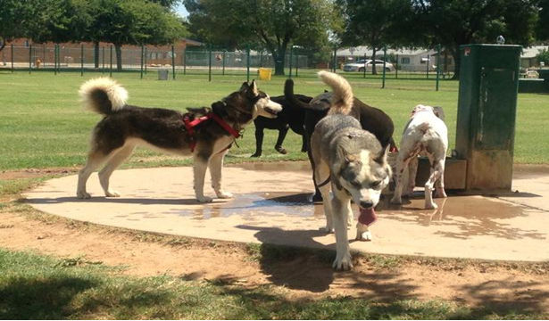 10 canine-approved Phoenix dog parks | Guides | phoenix.org