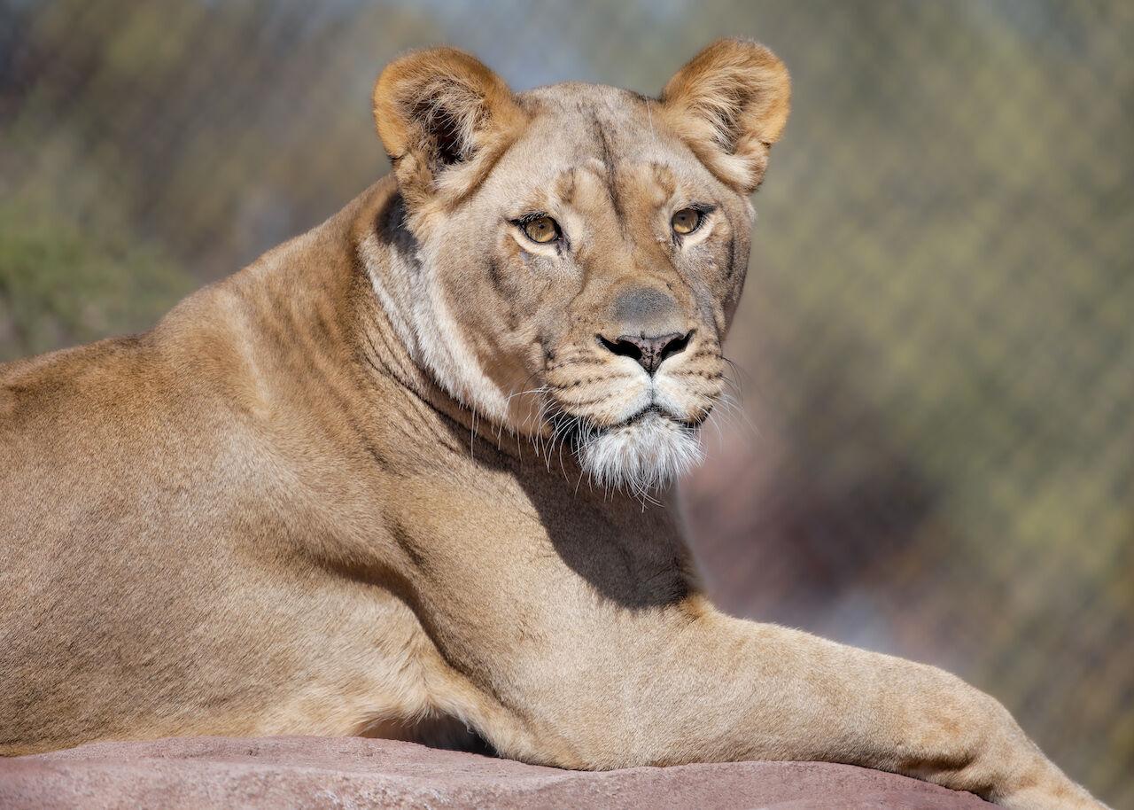 A New Home: The Phoenix Zoo opens ‘Predator Passage’ | Family | phoenix.org