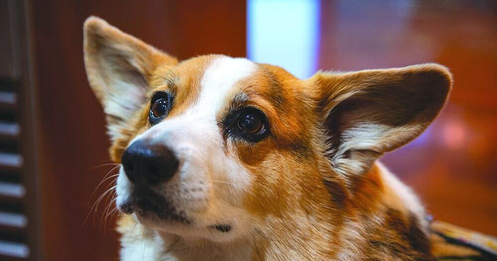 Inspiring Connections: Anti-laptop corgi monitors Chandler coffee shop ...