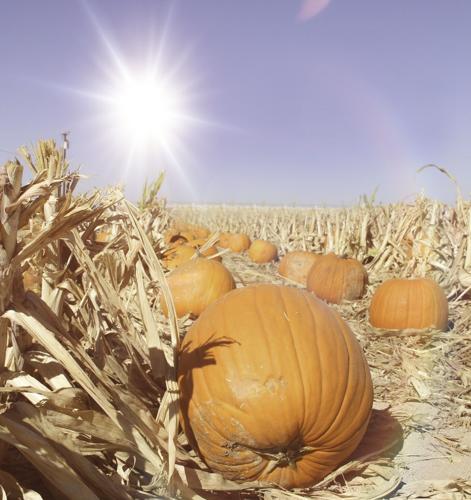 The best fall festivals in Arizona | Seasonal | phoenix.org