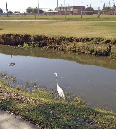 Scottsdale Sweet Spot: Indian Bend Wash Greenbelt has long history ...