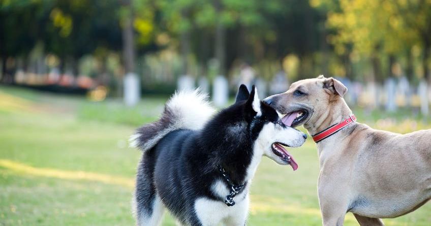 10 canine-approved Phoenix dog parks | Guides | phoenix.org