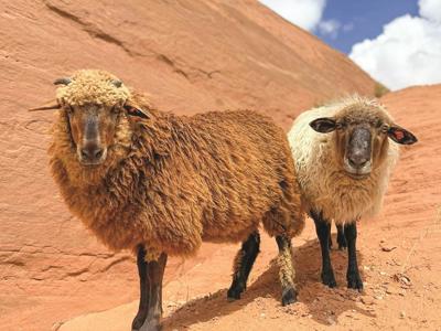 orange wool sheep