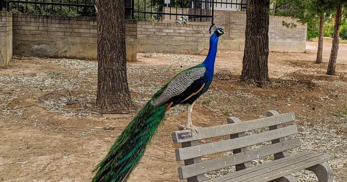 Historic Sites Visitors Can Search Glendale Trail For Hidden Peacocks