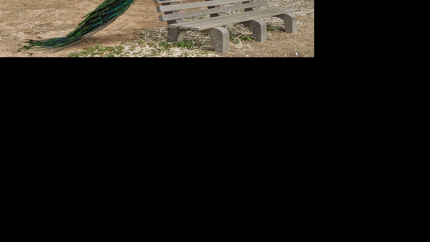 Attractions | phoenix.org