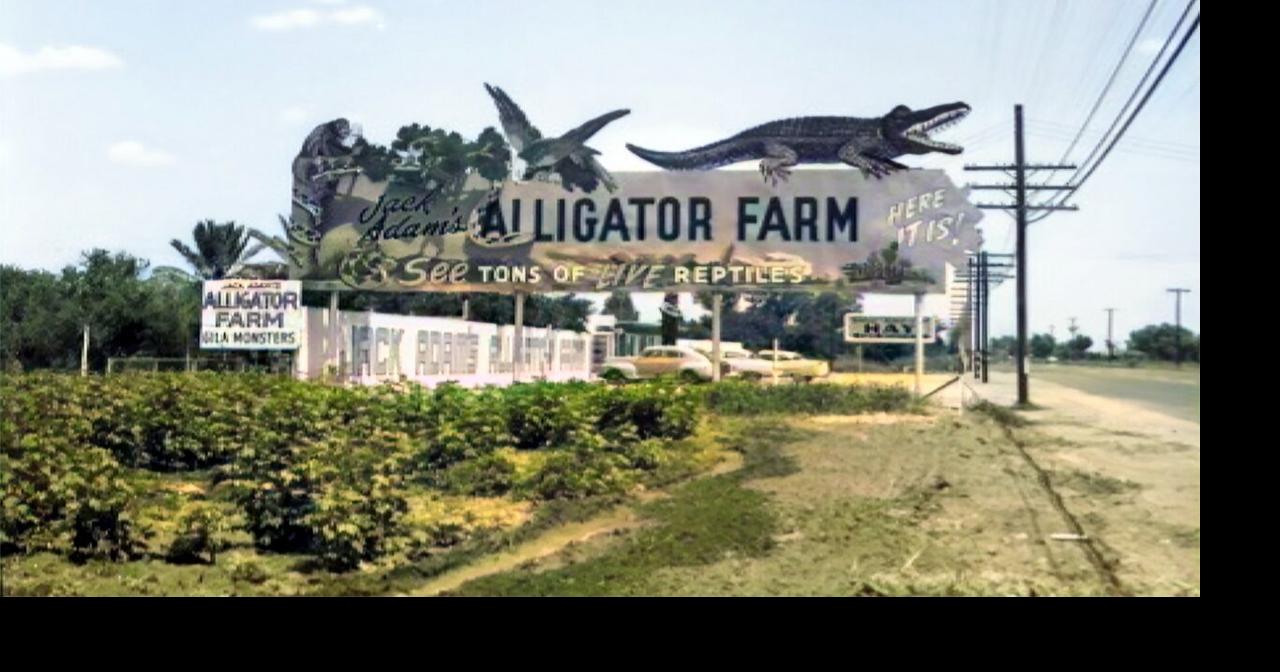 Enduring Myth in Mesa: Roaming alligators | Valley History | phoenix.org