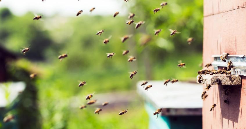 How to survive a bee attack: 9 things you need to know | Guides ...