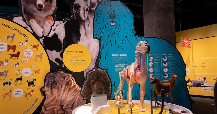 Dog Days: Arizona Science Center exhibit explores puppy love ...