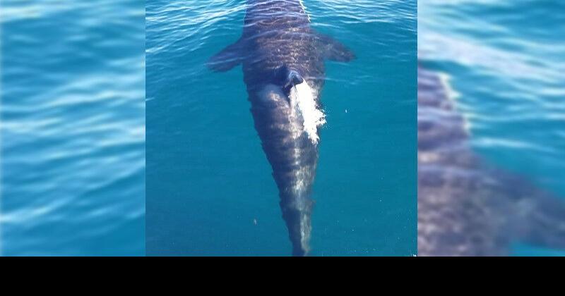 Our rare orca encounter you have to see to believe | Videos | phoenix.org