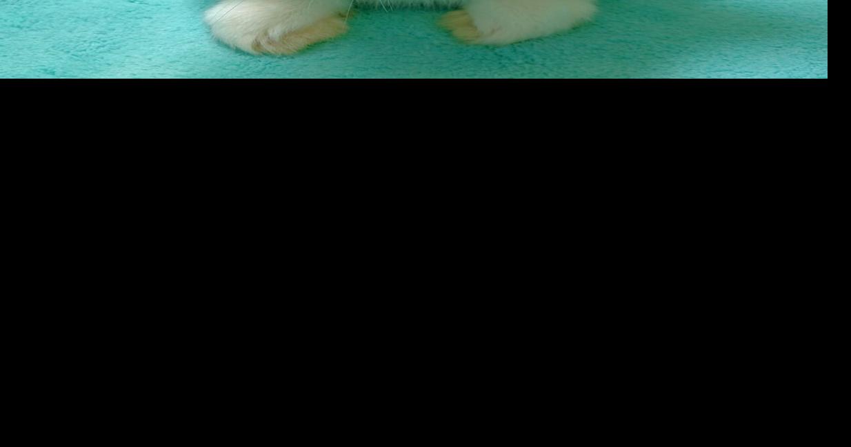 Pet of the Week: Echo | SC Living | picketfencemedia.com