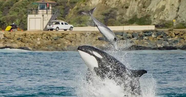Rare Orca Sightings Off Dana Point Coast | Eye on DP | picketfencemedia.com