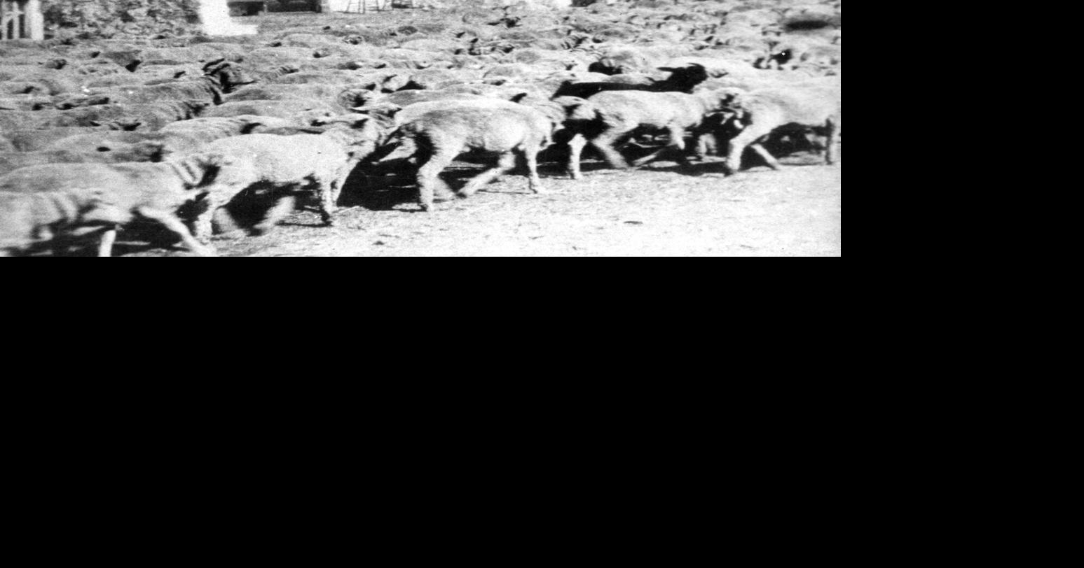 Then & Now: Basques Find Fortune in Sheep Herding | Soapbox ...