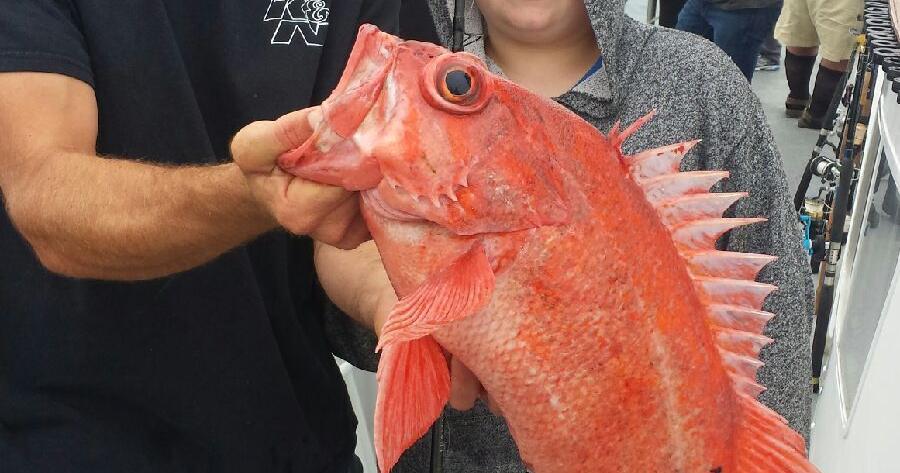 Dana Wharf Fish Count: Bass Fishing Heating Up | Sports & Outdoors ...