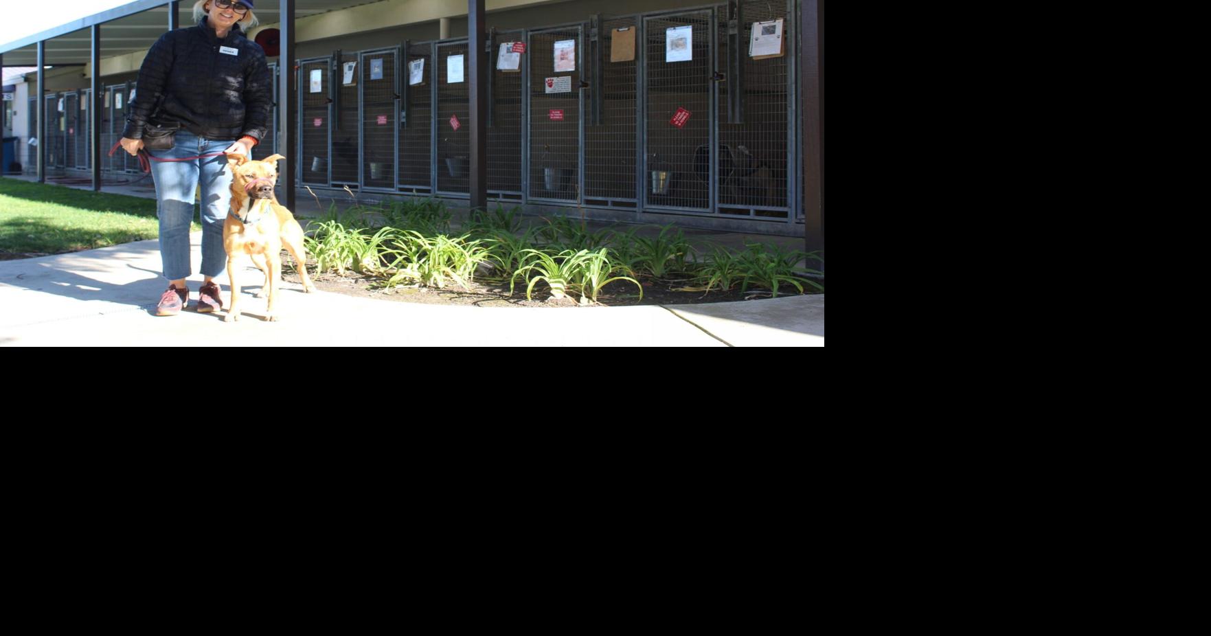 Pet Project Foundation Provides $350K for Renovation to Local Animal ...