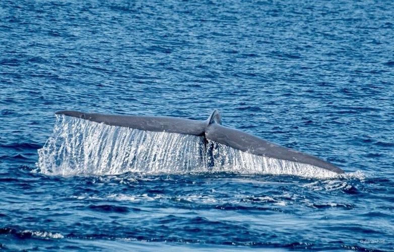 Dana Wharf Whale Report: Blue Whales Awe Local Trips Around World Whale ...