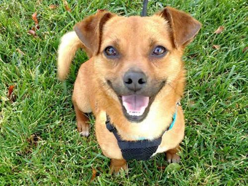 Pet of the Week: McDoogle | | picketfencemedia.com